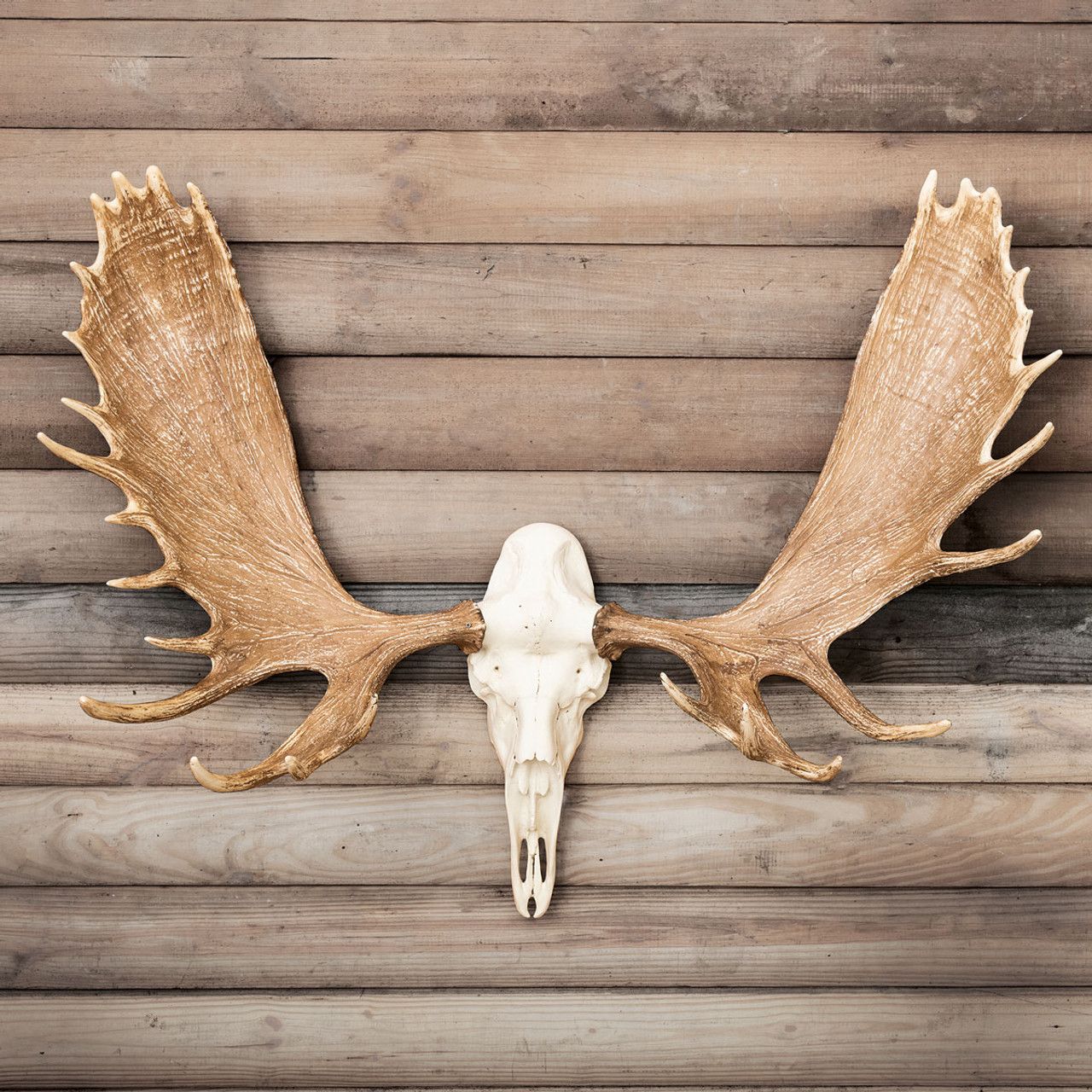moose antler mount