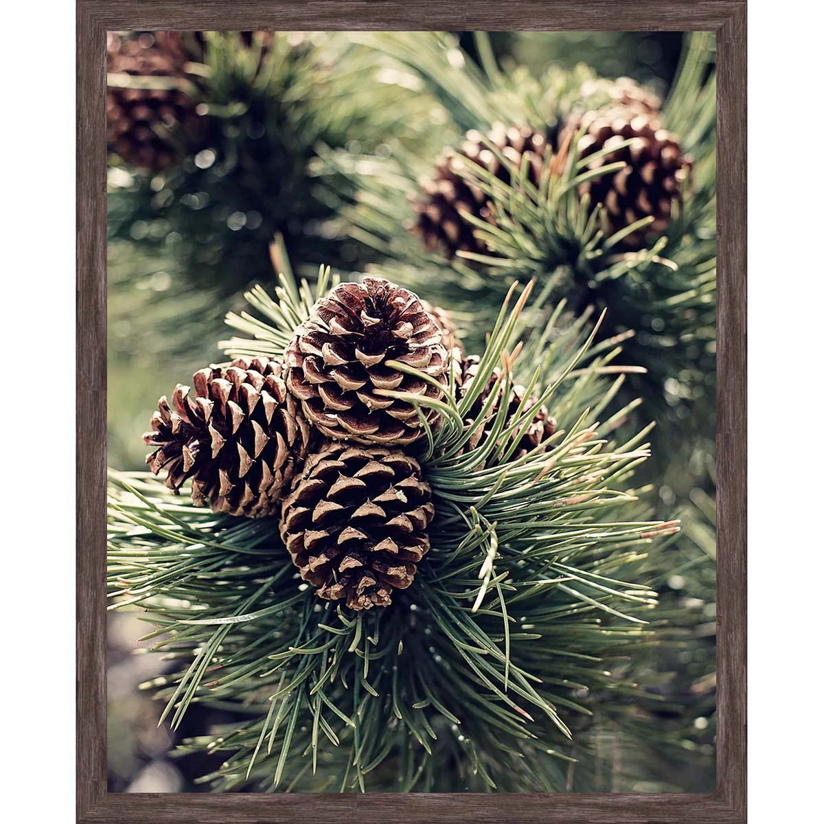 pine tree with black cones