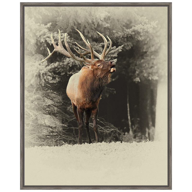 bugling elk