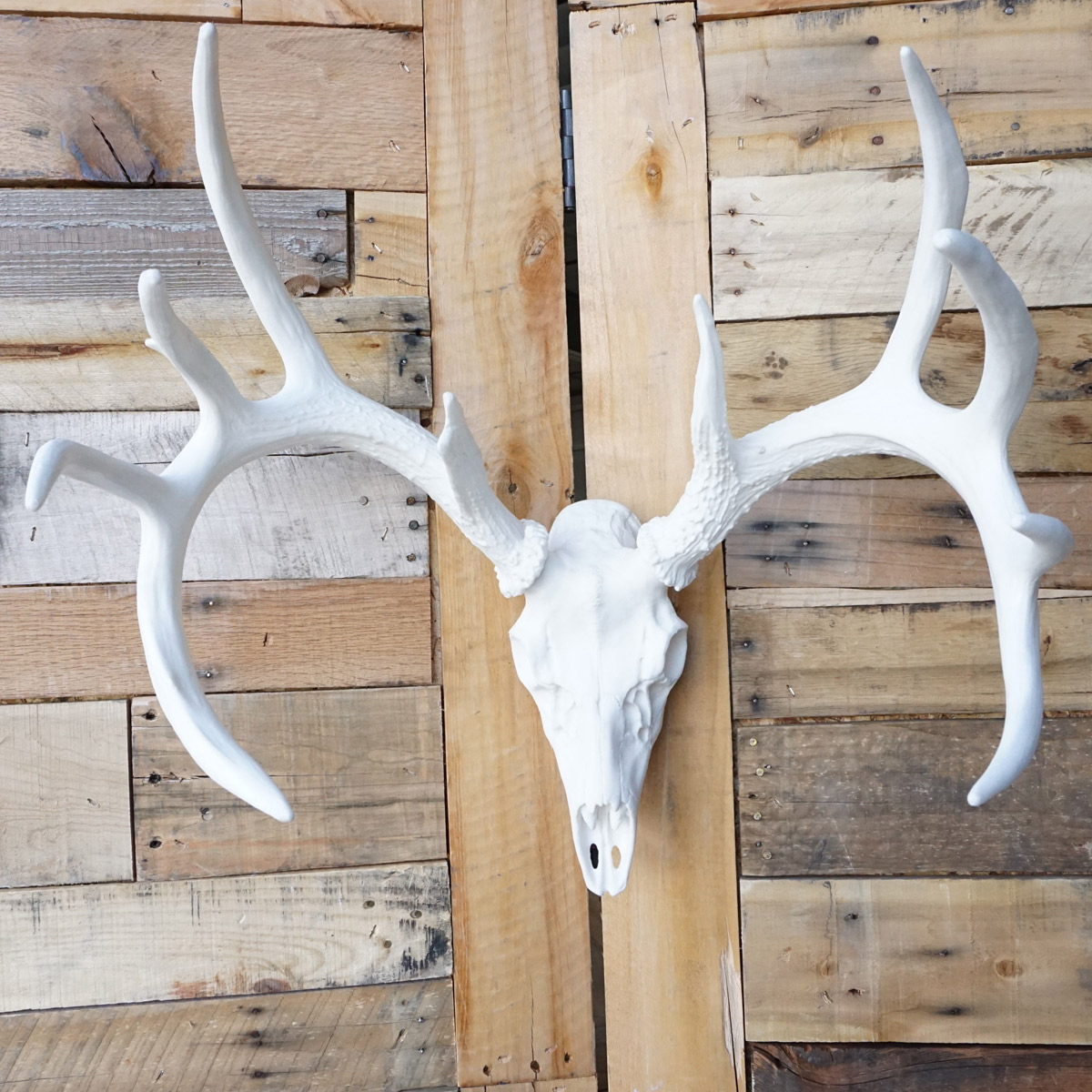 mounted deer skull